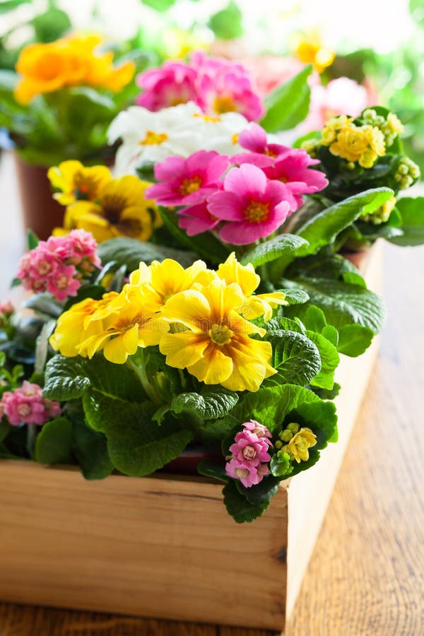 Primula in flower pot stock photo. Image of botanic, pink - 50470014