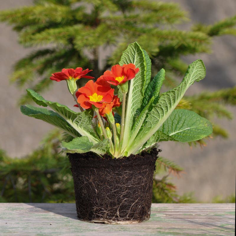 Flower with roots stock image. Image of soil, cross, flower - 42562065