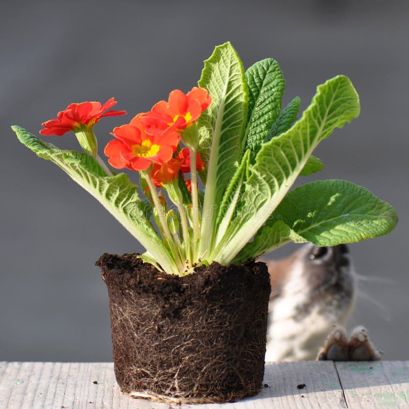 Primula flower with roots stock photo. Image of botanic - 112147296
