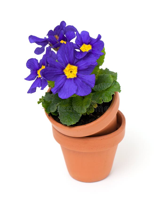 Primula Flowers in Ceramic Pots Stock Photo - Image of primula ...