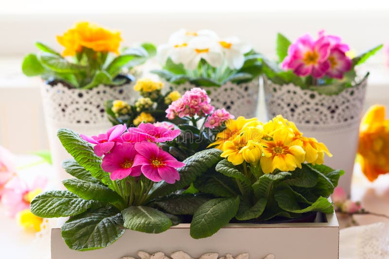 Primula in flower pot stock photo. Image of green, growing - 50470014