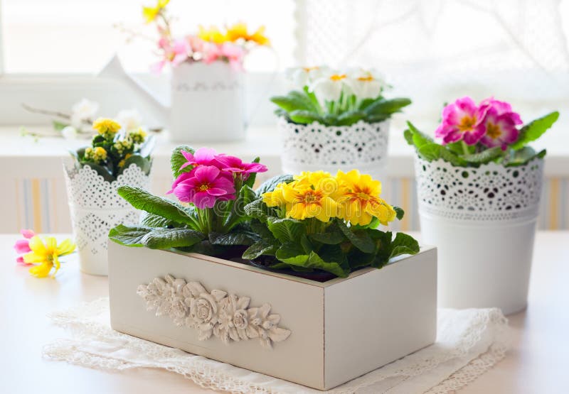 Primula in flower pot stock photo. Image of green, growing - 50470014