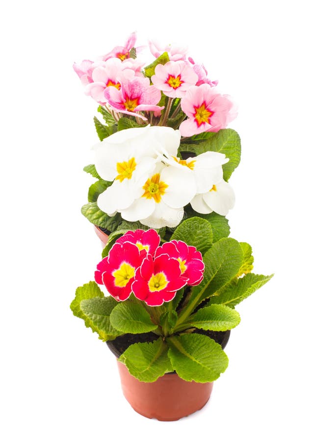 Primula in pot isolated stock photo. Image of primrose - 30084824