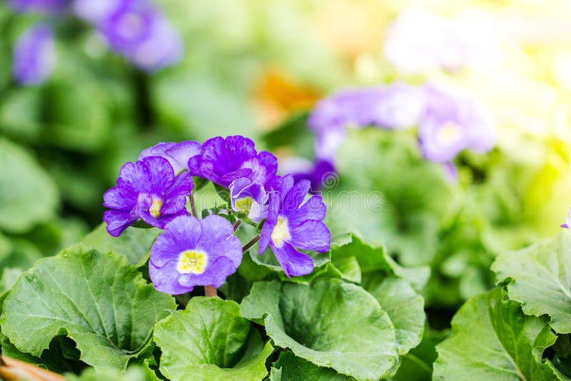 Primula flowers stock photo. Image of vibrant, primroses - 70924928