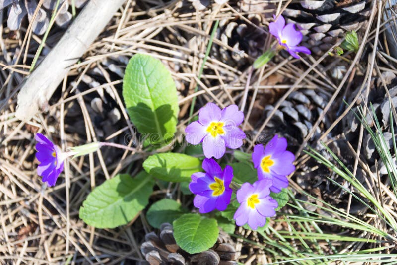 Primula in the forest stock photo. Image of closeup - 212558090