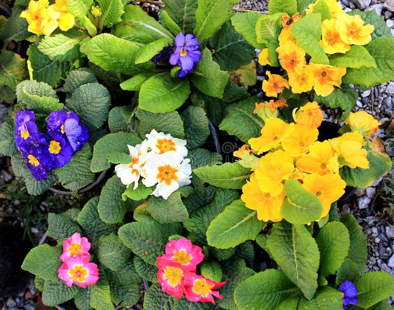 Primula Garden Beautiful Spring Flower Stock Image - Image of ...