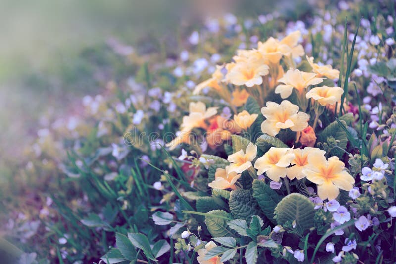 Primula in garden stock image. Image of nature, spring - 65231865