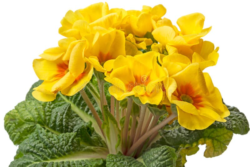 Il Giallo Fiorisce La Primula Immagine Stock - Immagine di fiore, molla ...