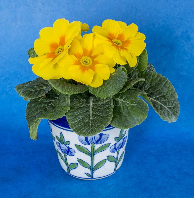 Primula gialla in vaso immagine stock. Immagine di giallo - 52573813