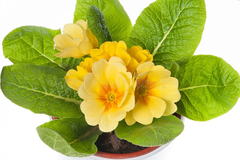 Primula Gialla in Vaso Da Fiori Fotografia Stock - Immagine di ...