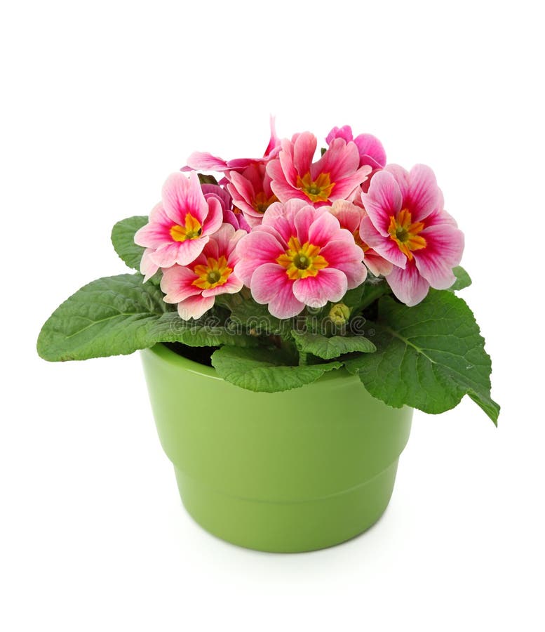 A Pink Primula in a Yellow Pot Stock Photo - Image of blossom, summer ...