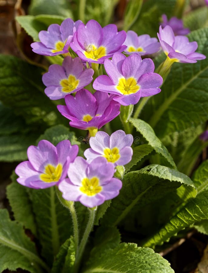 Primula Spectabilis Stock Photos - Free & Royalty-Free Stock Photos ...