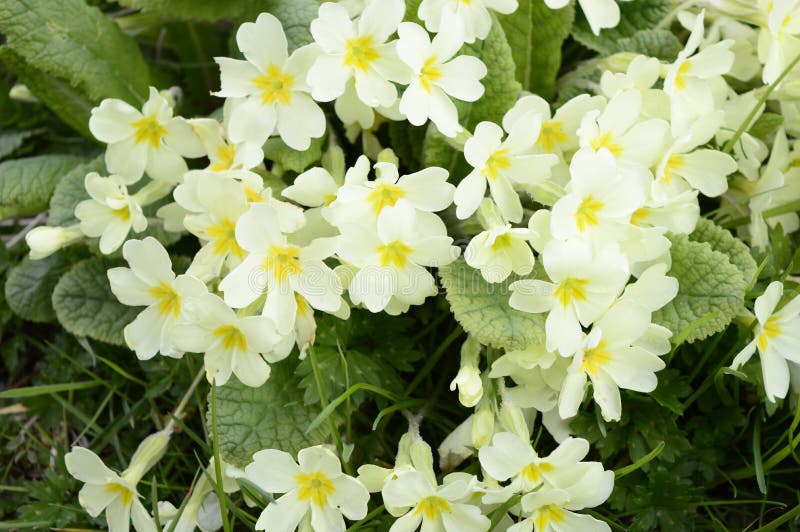 Spring Light Yellow Primula Vulgaris Stock Photo - Image of flower ...
