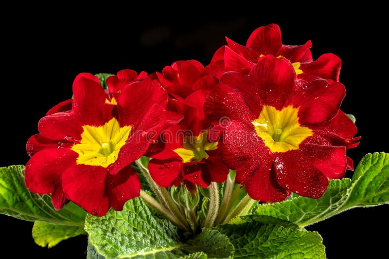 Primula Lopen Red Flowers on a Black Background Stock Photo - Image of ...