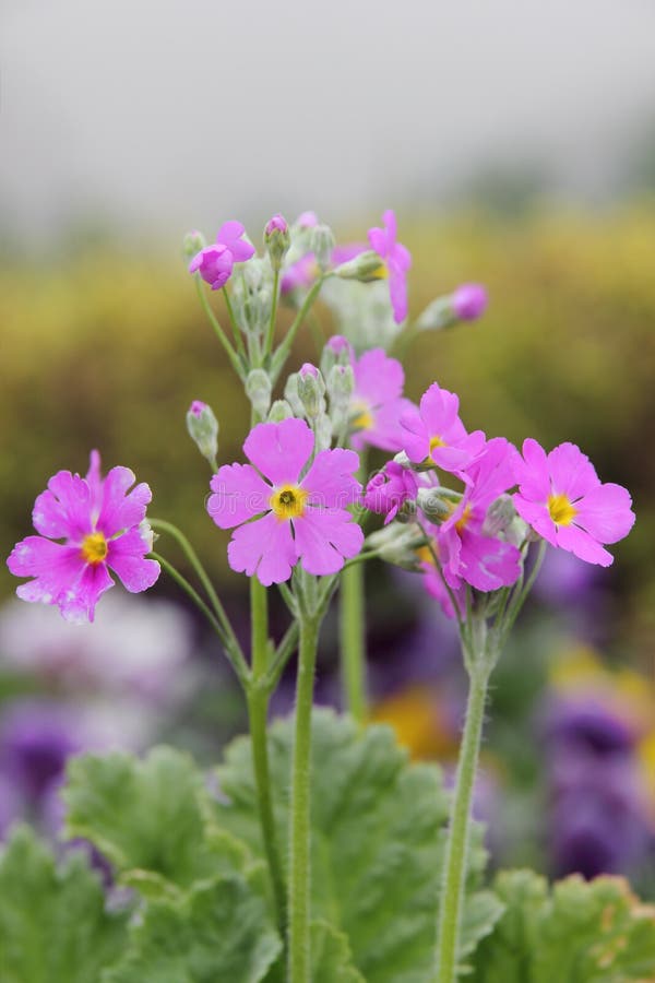 Primula Malacoides Flowers stock photo. Image of malacoides - 46577994