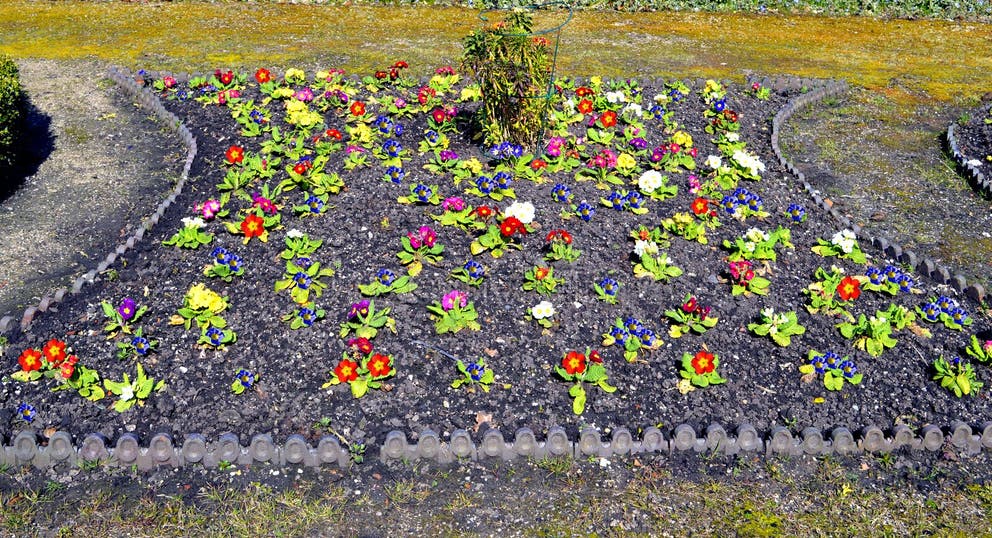 Primula Mixed Colour Flower Bed Stock Photo - Image of primroses ...