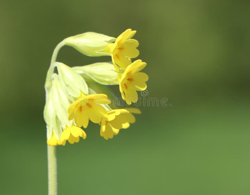 Common Cowslip (Primula Veris) Stock Photo - Image of lithuania ...