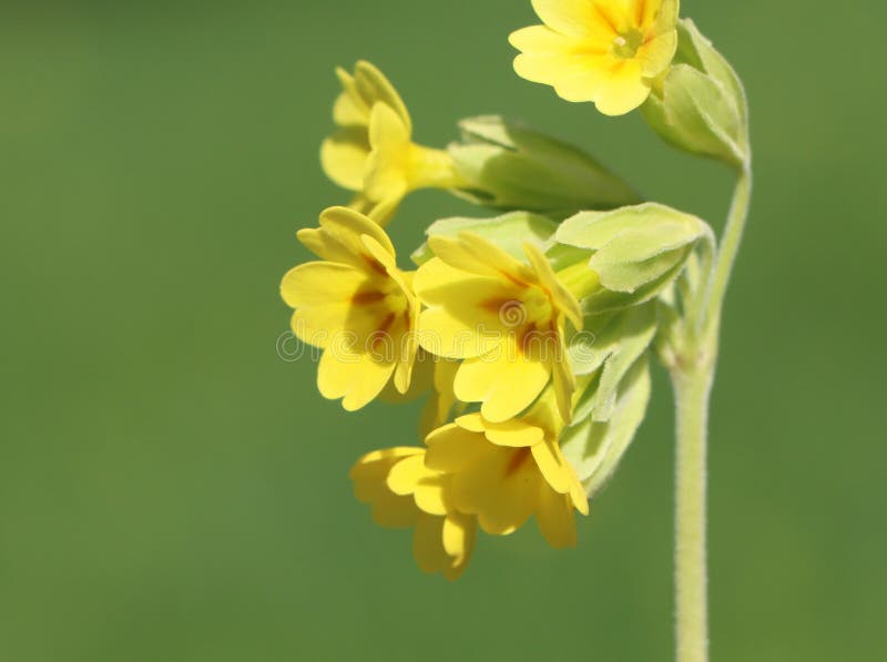 Common Cowslip (Primula Veris) Stock Photo - Image of lithuania ...