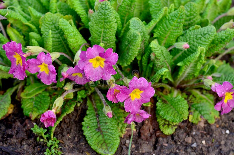 Primula stock image. Image of color, pink, green, beauty - 30455537