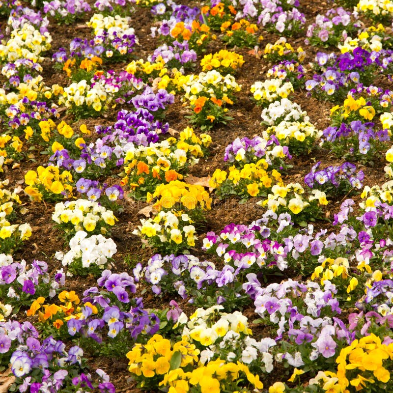 Primula stock image. Image of bouquet, easter, multicolor - 39976391
