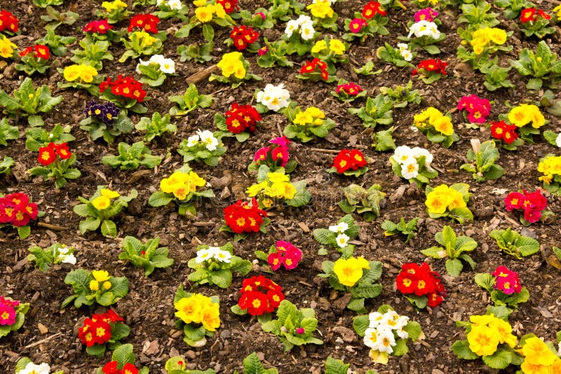Primula stock image. Image of bouquet, petal, flora, blossom - 39976551