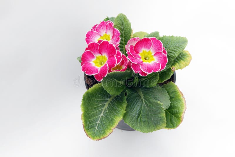 Primula. Pink Primula Flowers with Water Drops in Sunlight. Primrose ...