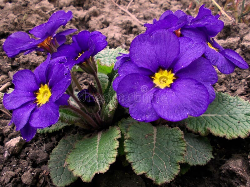 Primula stock image. Image of petals, bloom, plant, primrose - 30246501