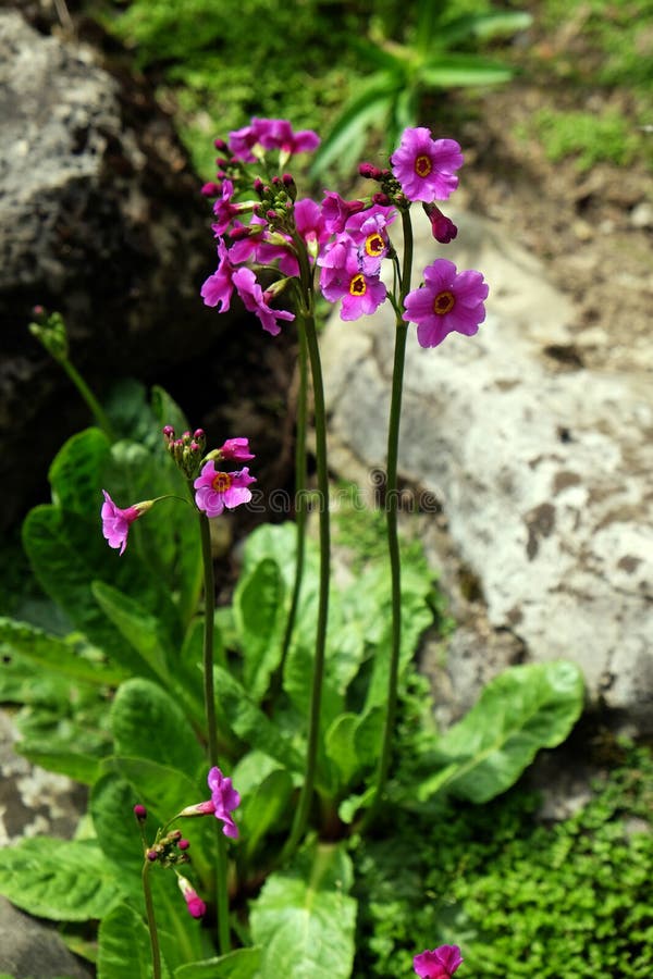 Primula poisonii stock image. Image of croatia, park - 184451005