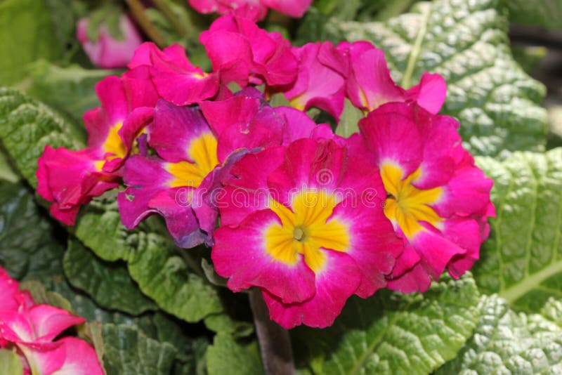 Primula X Polyantha & X27; Supernova Mix& X27; Stock Foto - Afbeelding ...