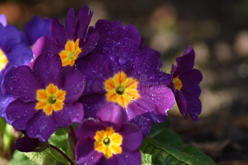 Primula stock photo. Image of fresh, blossom, balkonpflanze - 269590866