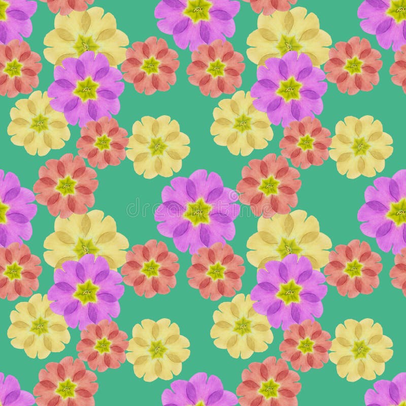 Primula, Primrose. Illustration, Texture of Flowers. Seamless Pattern ...