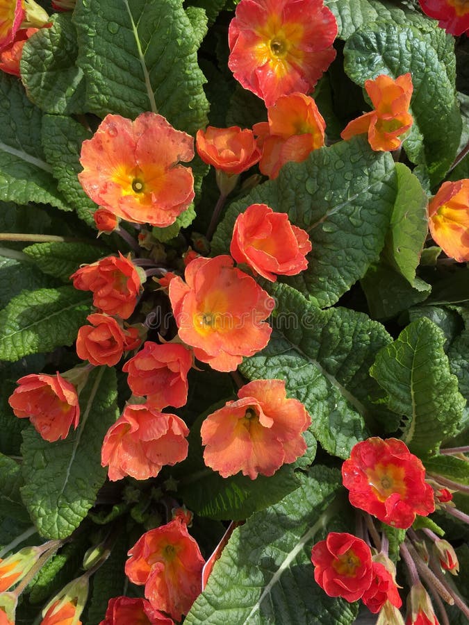 Primula/primrose Orange Flowers Stock Photo - Image of flowers, early ...