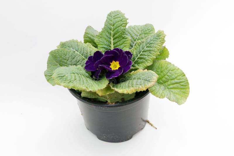 Primula. Primrose. Spring Flower Primula with Green Leafs Isolated on ...