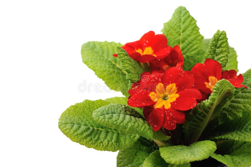 Primula Bianca Con Le Gocce Di Rugiada Immagine Stock - Immagine di ...