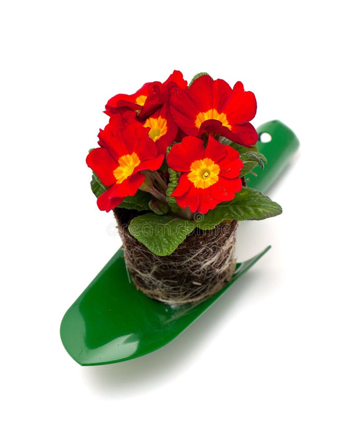 Primula Rossa in Pala Del Giardino Fotografia Stock - Immagine di vaso ...