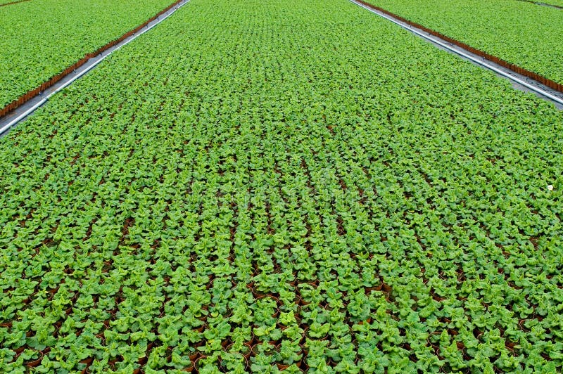 Primula seedlings stock photo. Image of growth, seedling - 6500332