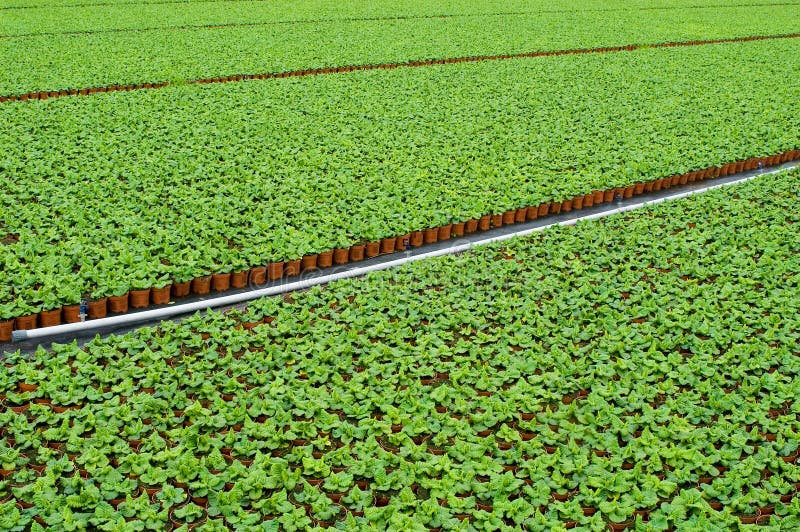 Primula seedlings stock image. Image of greenery, green - 6500427