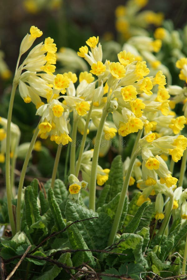 Primula in Spring stock photo. Image of nature, european - 111215048