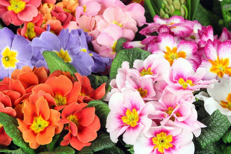 Primula with in springtime stock image. Image of bouquet - 51672141