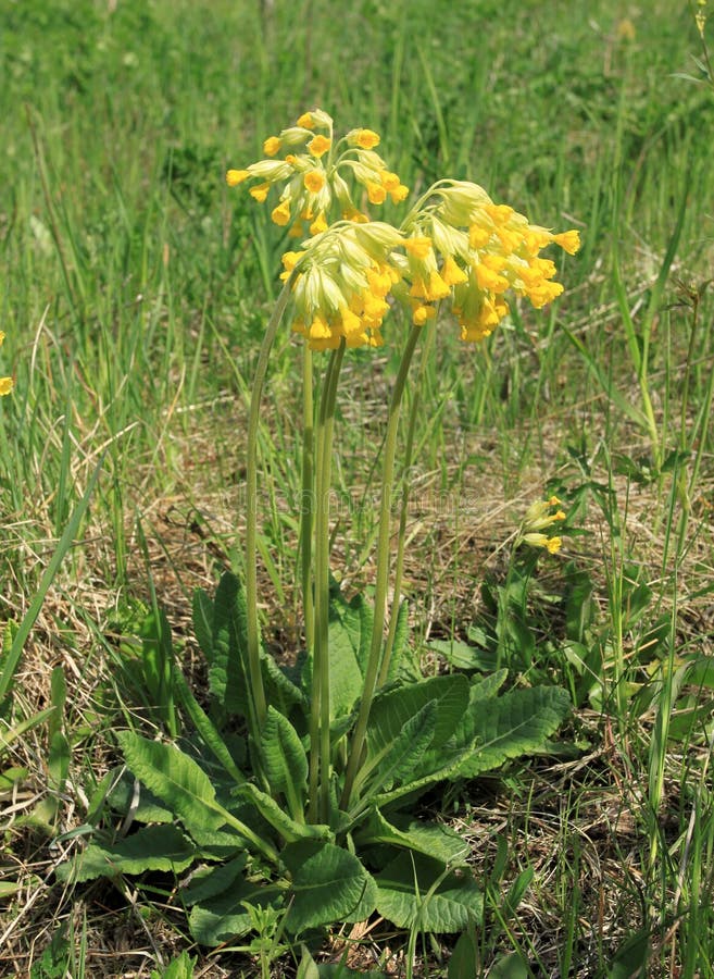 Primula Veris Plants or Cowslip Stock Photo - Image of healthy, grass ...