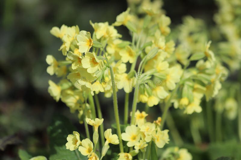 Common Cowslip (Primula Veris) Stock Photo - Image of lithuania ...