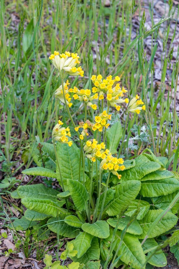 Primula Veris, the Cowslip, Common Cowslip, or Cowslip Primrose Syn ...