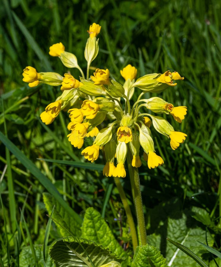 Primula Veris Primula Officinalis Primulaceae Imagen de archivo ...