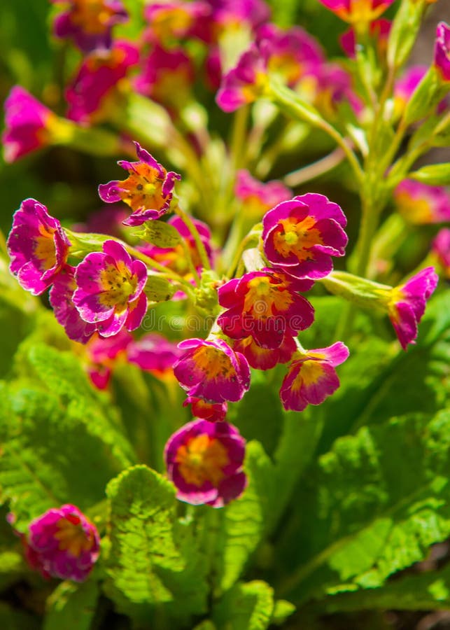 Primula Veris. Primroses Dissolve the Flowerbed Stock Image - Image of ...