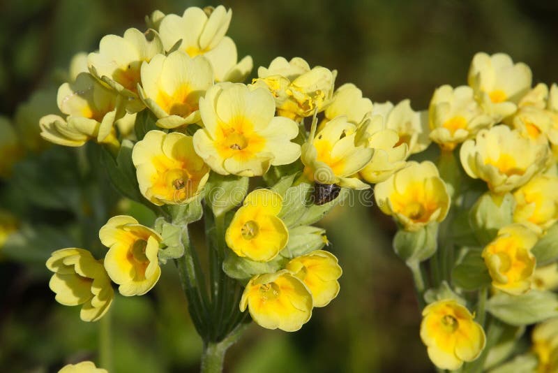 Primula Veris. Yellow Cowslip Flowers in Natural Light Stock Image ...