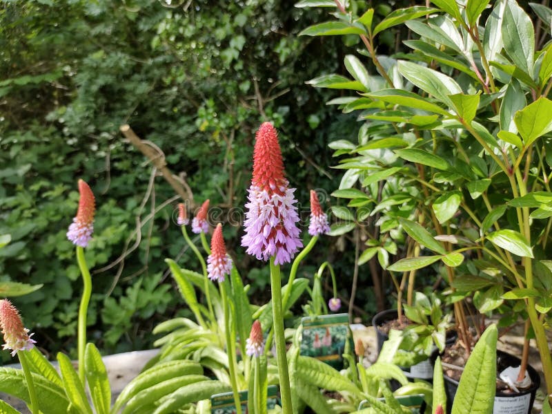 Primula vialii stock photo. Image of horticulture, garden - 285803522