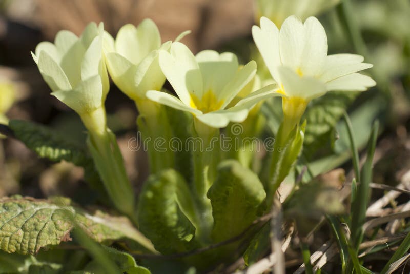 Primrose Flower and Bud (primula Vulgaris) Stock Photo - Image of ...