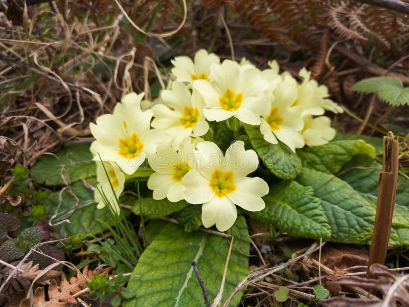 Primula Vulgaris, Common Primrose in Early Spring Stock Photo - Image ...