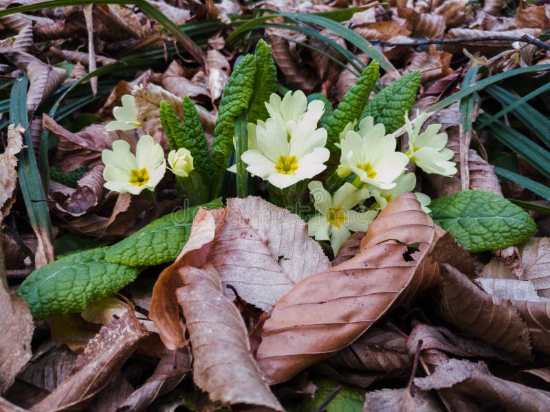 Primula Vulgaris, Common Primrose in Early Spring Stock Photo - Image ...
