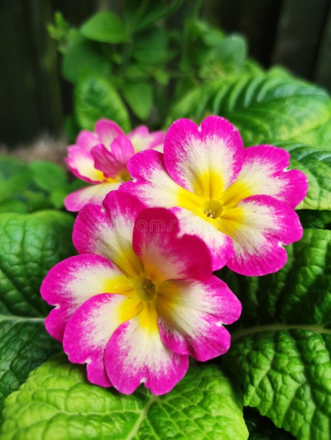 Primrose with Pink Flowers. Inspirational Natural Floral Spring or ...